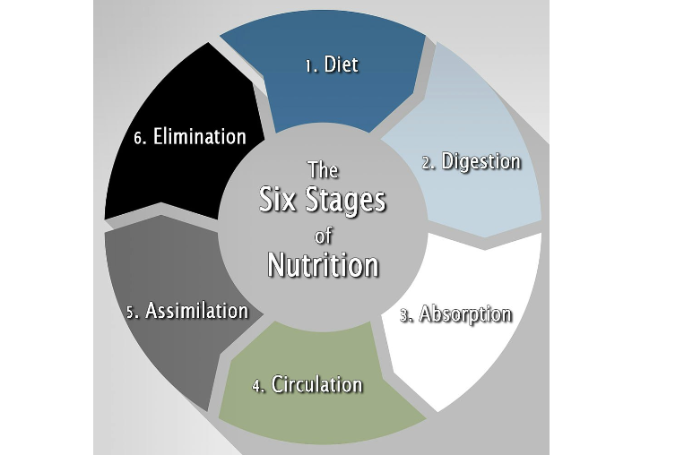 The Six Stages of Nutrition For Optimal Health – Today's Health Tips